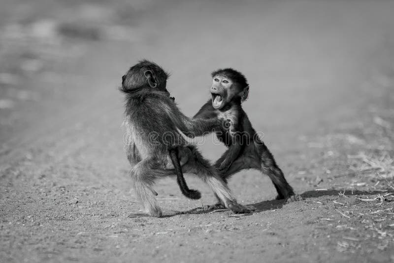 Mono Baby Chacma Baboons Play on Track Stock Photo - Image of landscape ...