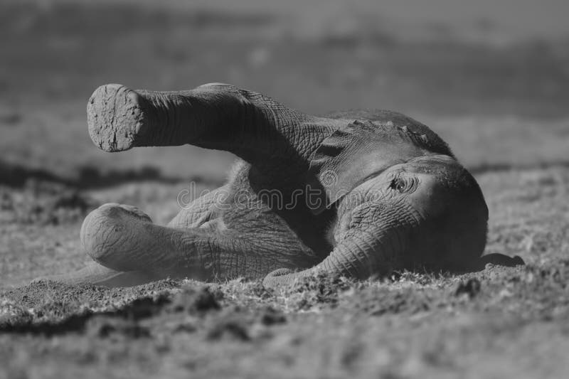 Mono Baby Elephant on Riverbank Lifting Leg Stock Image - Image of ...