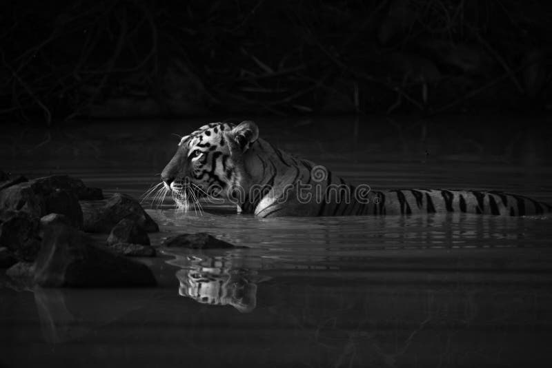 Mono Bengal Tiger with Catchlight in Waterhole Stock Photo - Image of ...