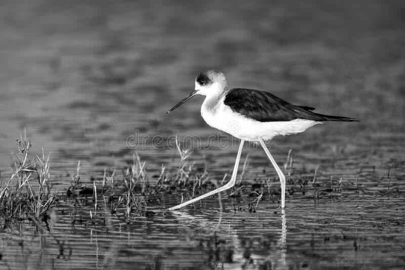 Mono Black-winged Stilt Passes Grass in Shallows Stock Photo - Image of ...