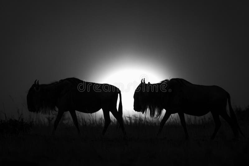 Mono Blue Wildebeest Cross Horizon at Sunset Stock Image - Image of ...