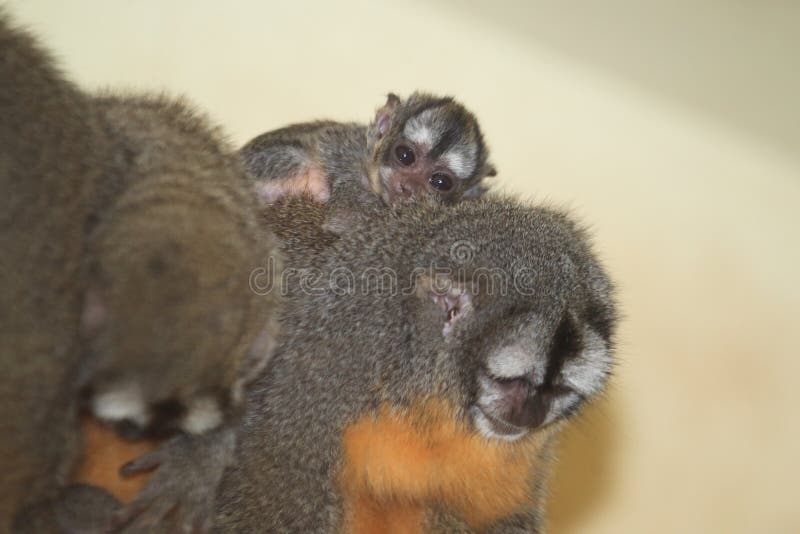 Mono boliviano de la noche foto de archivo. Imagen de mono - 93172398