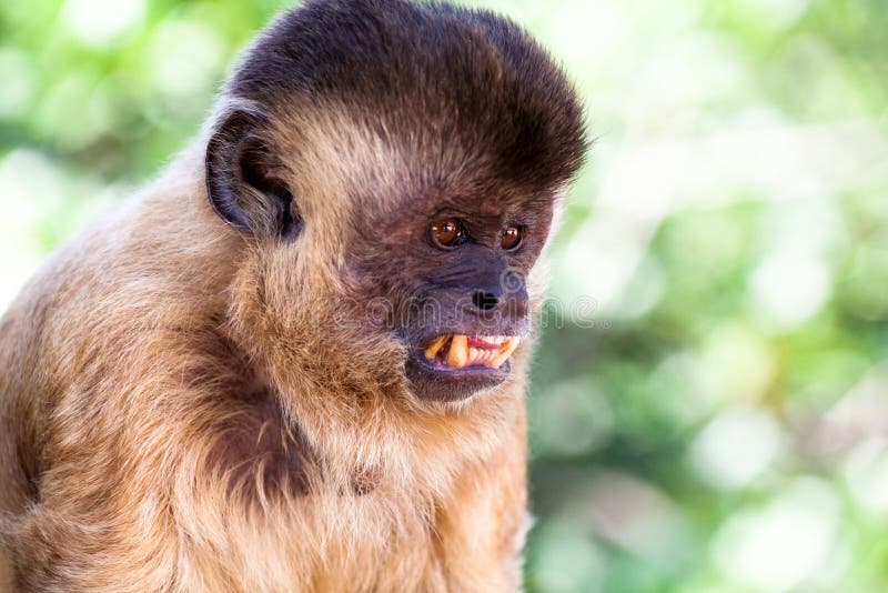 Mono Enojado Fotos De Stock - Download 1,496 Fotos Libres de Derechos