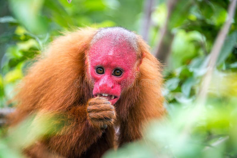 Mono De La Cara Roja De Uakaris En Perú Foto de archivo - Imagen de ...