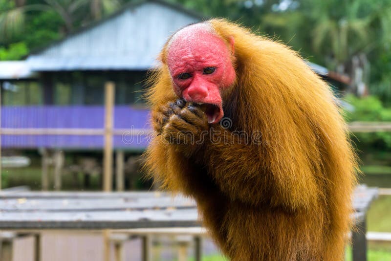 Mono calvo de Uakari imagen de archivo. Imagen de calvo - 89912545