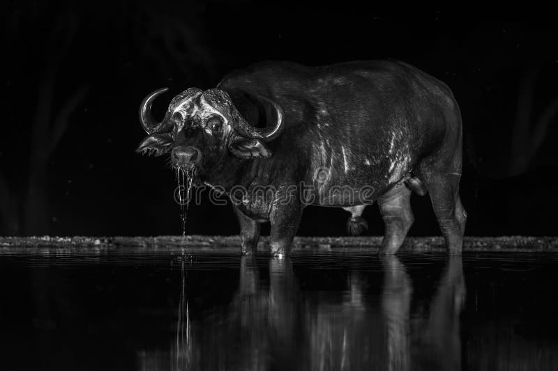 Mono Cape Buffalo Stands Dribbling at Night Stock Image - Image of ...