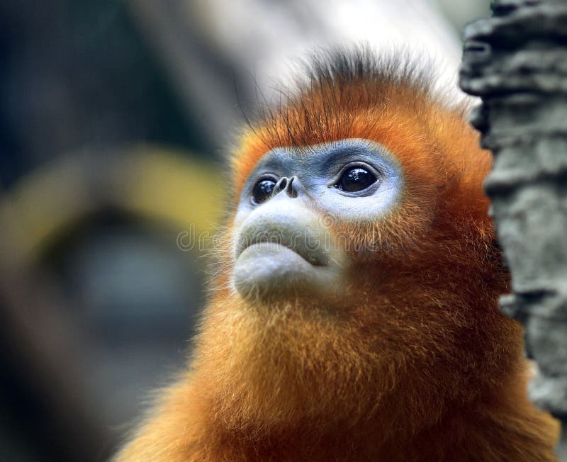 Mono chato imagen de archivo. Imagen de fondo, encantador - 60879945
