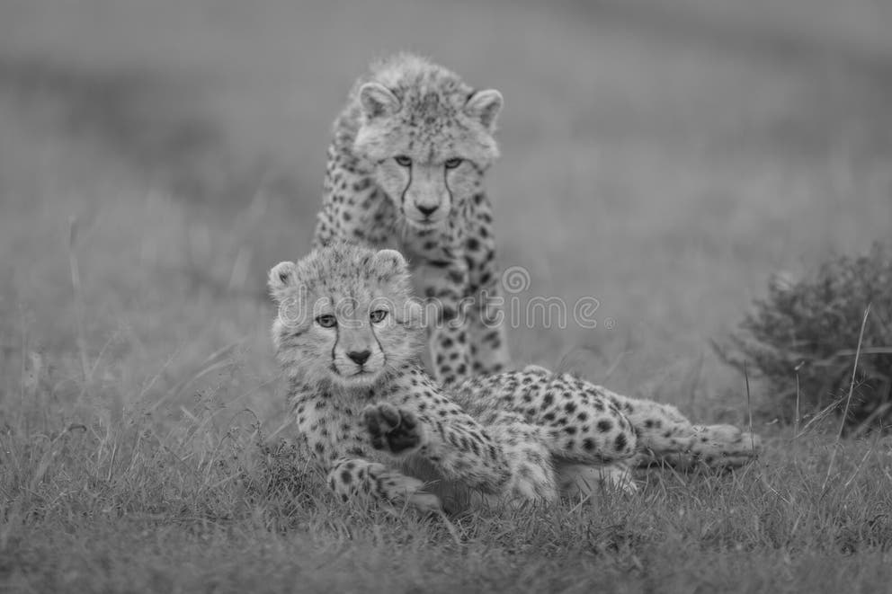 Mono Cheetah Cub Stands Over Another Staring Stock Image - Image of ...