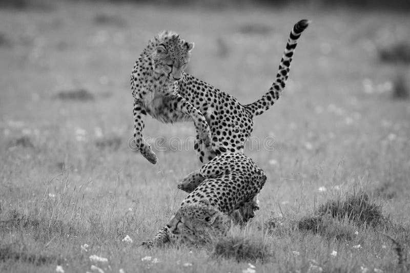 Mono Cheetah Cubs Play Fight in Grass Stock Photo - Image of masai ...