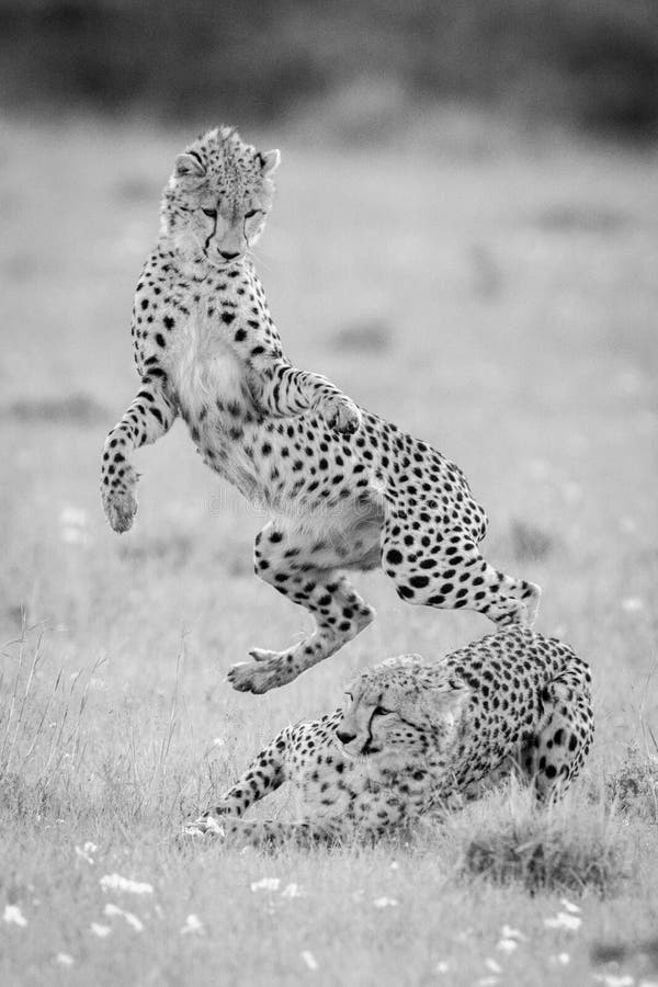 Mono Cheetah Cubs Play Fighting on Grass Stock Photo - Image of black ...