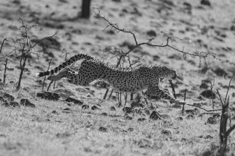 111 Mono People Over Stock Photos - Free & Royalty-Free Stock Photos ...