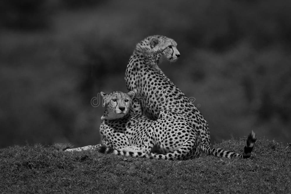 Mono Cheetah Sits with Cub on Grass Stock Photo - Image of animal ...
