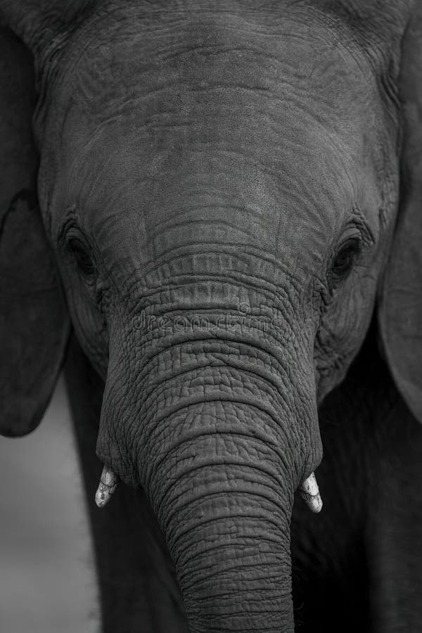 Mono Close-up of Baby Elephant Facing Camera Stock Photo - Image of ...