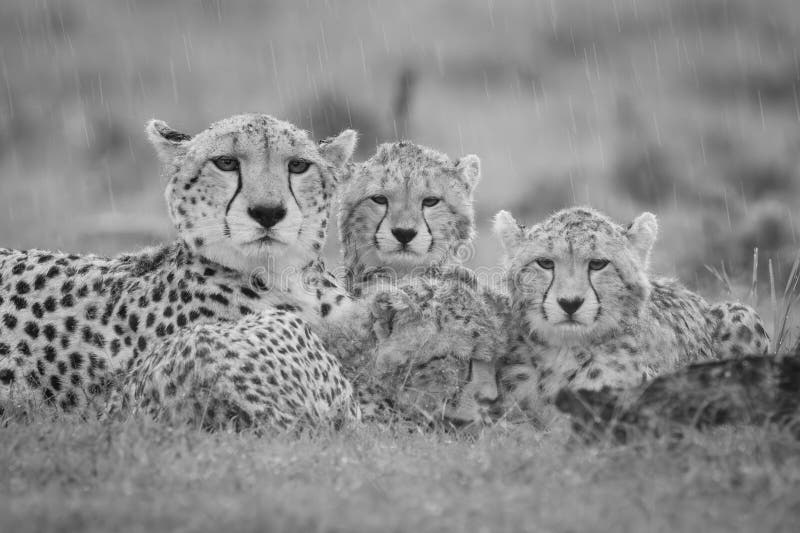 Mono Close-up of Cubs Lying with Cheetah Stock Photo - Image of ...