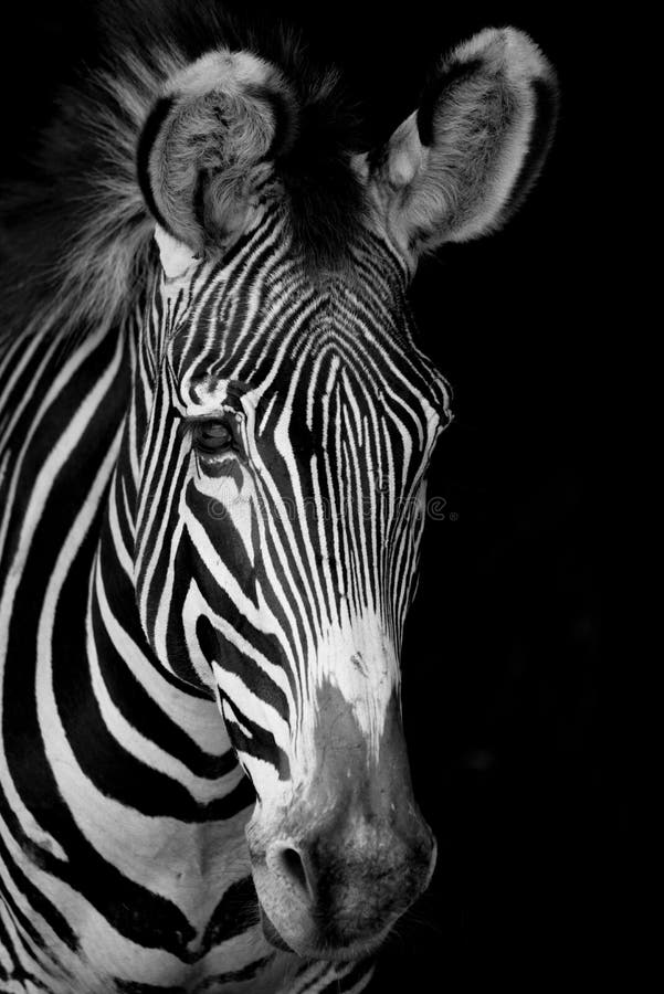 235 Zebra Facing Stock Photos - Free & Royalty-Free Stock Photos from ...