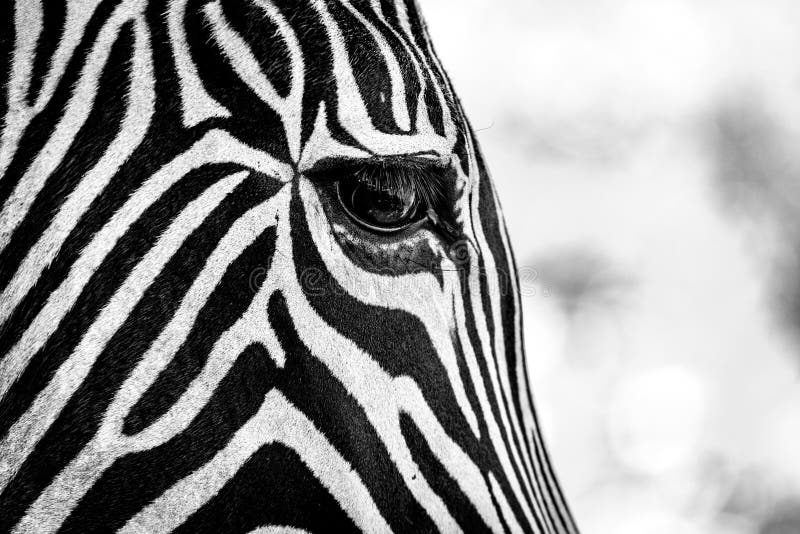 Mono Close-up of Grevy Zebra Right Eye Stock Photo - Image of wildlife ...