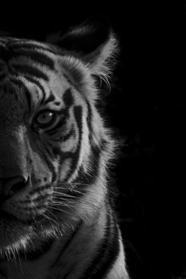 Mono Close-up of Half Bengal Tiger Face Stock Photo - Image of wildlife ...