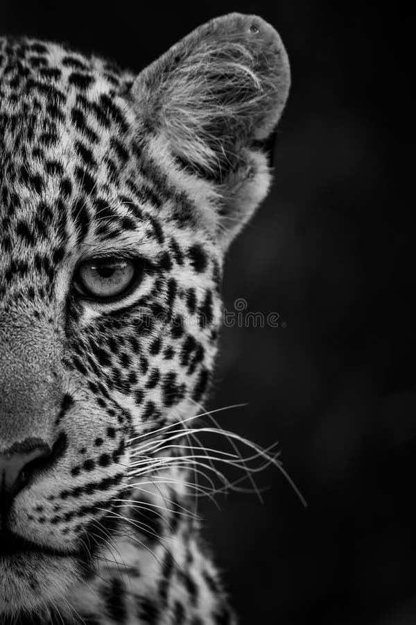 109,850 Leopard Stock Photos - Free & Royalty-Free Stock Photos from ...