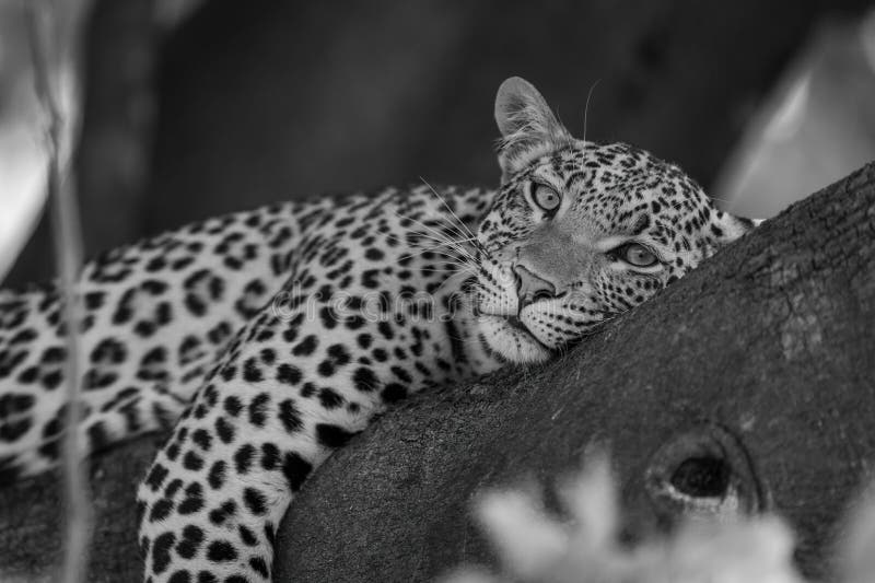 Mono Close-up of Leopard Staring at Camera Stock Image - Image of ...