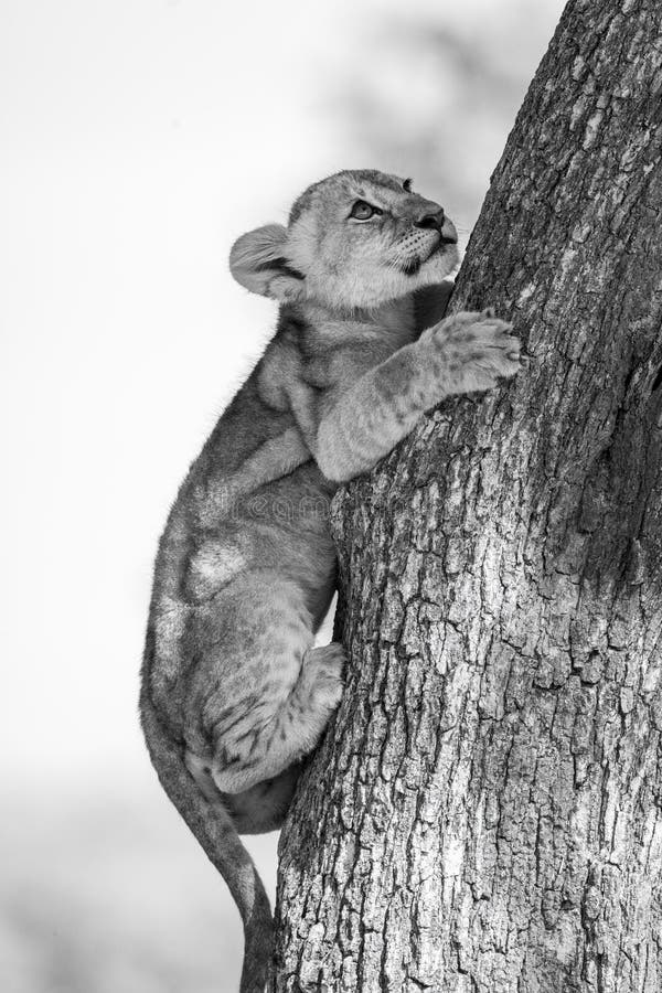 458 Tree Climbing Lion Cub Stock Photos - Free & Royalty-Free Stock ...