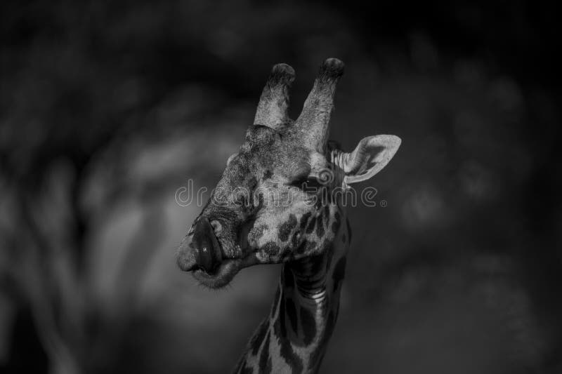 Mono Close-up of Masai Giraffe Licking Lip Stock Photo - Image of park ...