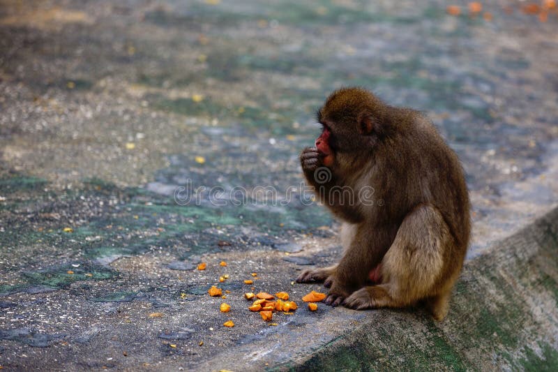 Mono, comiendo foto de archivo. Imagen de fruta, alimento - 82134894