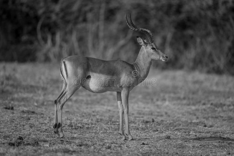 Mono Common Impala with Catchlight Stands Staring Stock Photo - Image ...