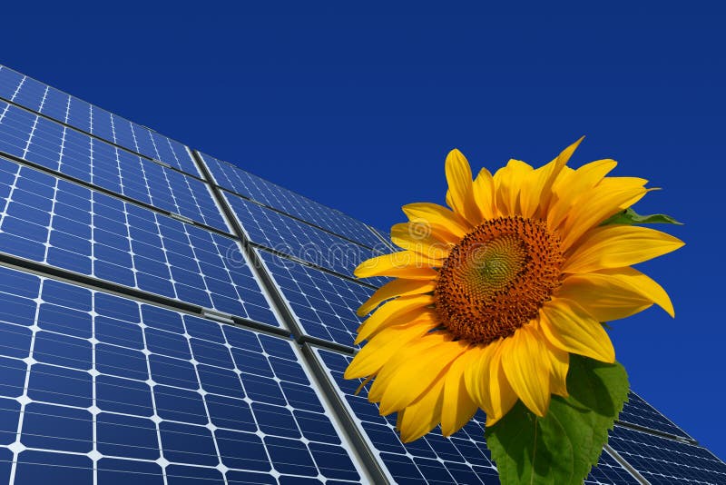 Mono-crystalline Solar Panels and Sunflower Stock Photo - Image of ...