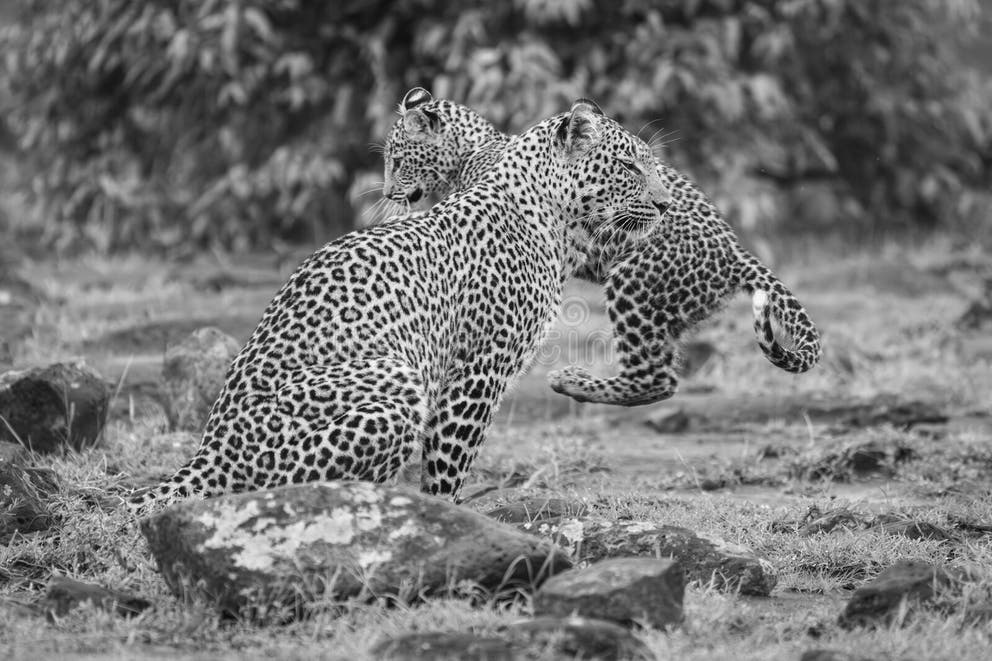Mono Cub Jumps Past Leopard among Rocks Stock Photo - Image of action, excitement: 355601238