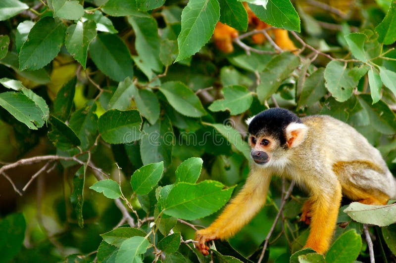 Mono De Ardilla En Selva Boliviana Foto de archivo - Imagen de turismo ...