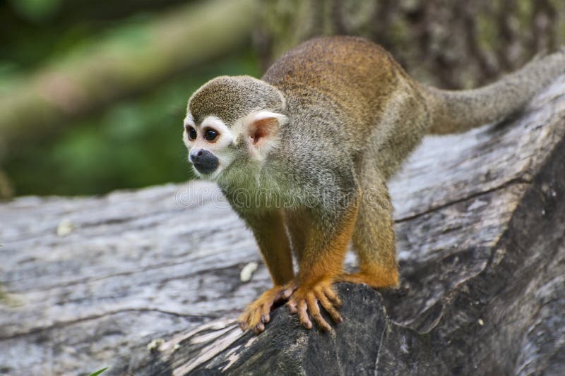 Mono De Ardilla - Sciureus Del Saimiri - Retrato Foto de archivo ...