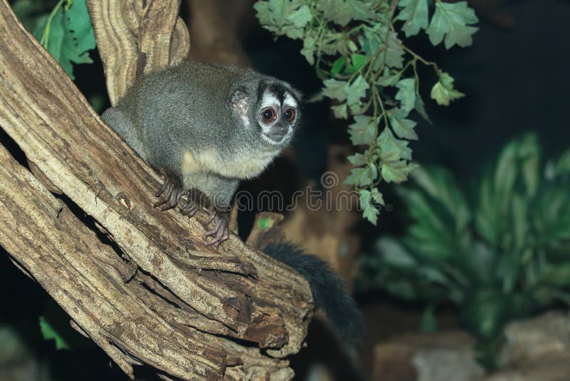 Mono de búho septentrional foto de archivo. Imagen de noche - 120901174