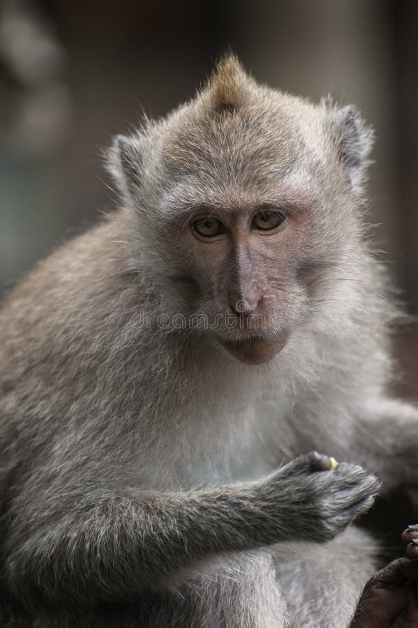 Mono De Cola Larga Del Balinese Imagen de archivo - Imagen de habitat ...