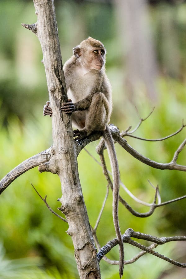 Mono de cola larga salvaje imagen de archivo. Imagen de mono - 115943121