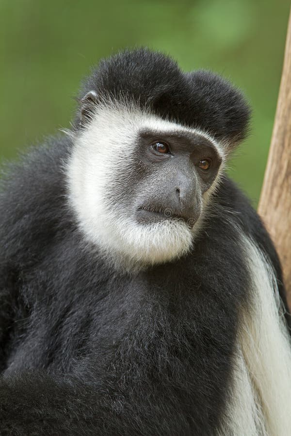 Mono de Colobus foto de archivo. Imagen de mono, cubo - 15324038