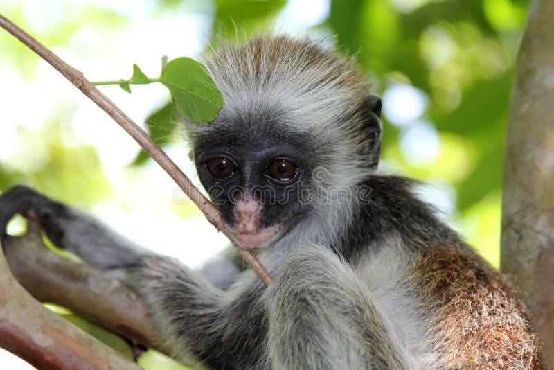 Mono De Colobus Blanco Y Negro Del Bebé Lindo Foto de archivo - Imagen ...