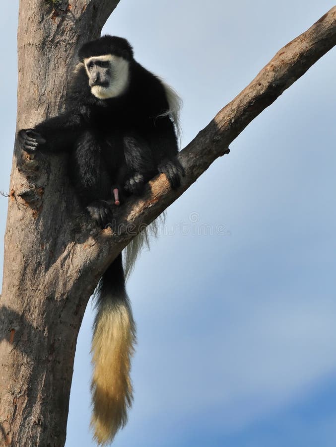 Mono de Colobus foto de archivo. Imagen de primate, safari - 7826558