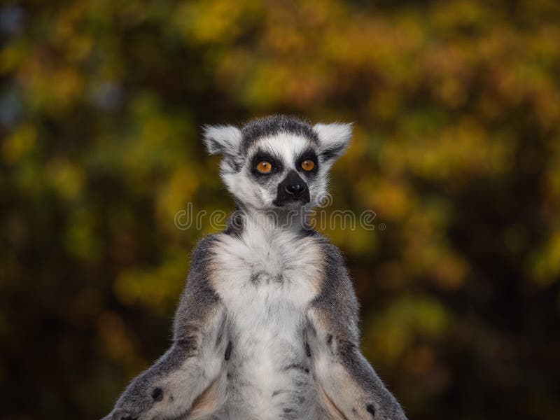 Mono De Lemur De Cola Roja Mirando Alrededor Imagen de archivo - Imagen ...