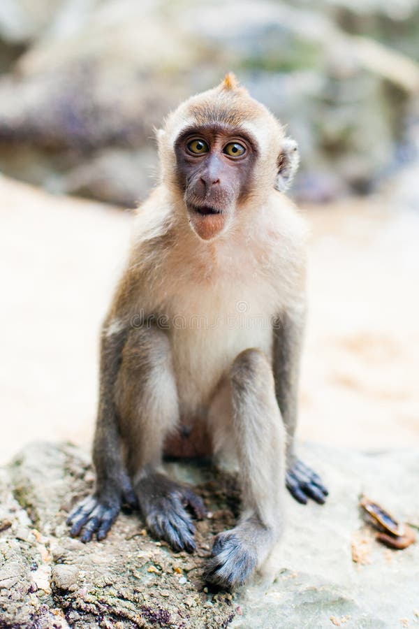Mono de Macaque imagen de archivo. Imagen de criatura - 38343943