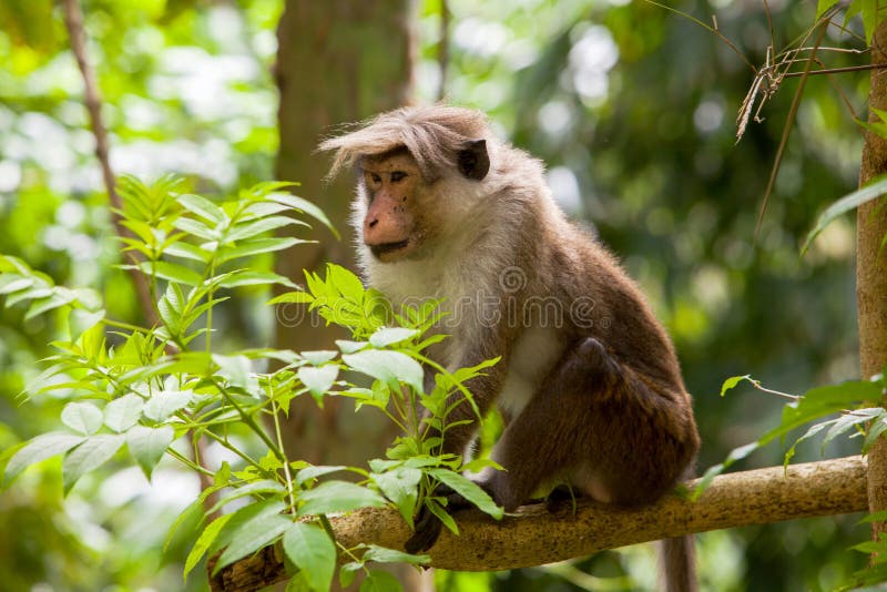 Toca Macho Macaco Esperando Ser Alimentado En Un Lugar De Picnic Imagen ...