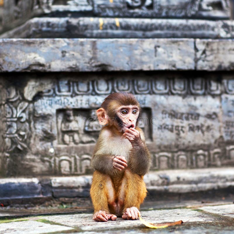 Mono De Macaque Del Macaco De La India Imagen de archivo - Imagen de ...