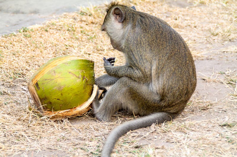 1,126 Mono Del Coco Fotos - Libres de Derechos y Gratuitas de Dreamstime