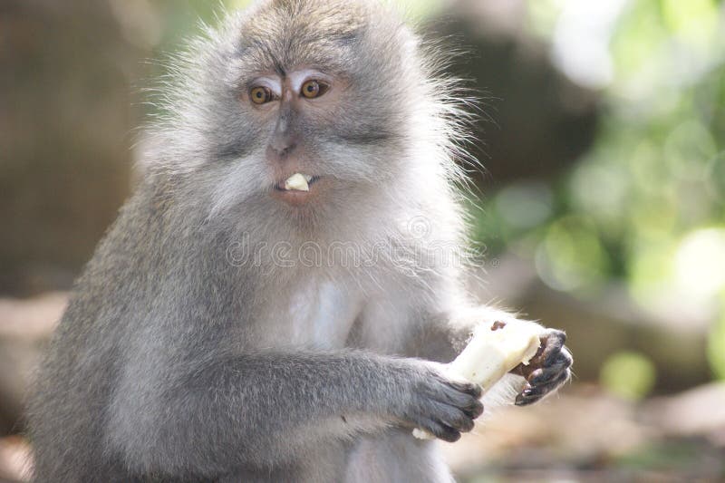 Mono De Makak En El Templo De Bali, Indonesia Imagen de archivo ...