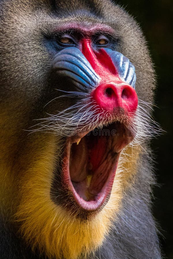 Mono con la boca abierta foto de archivo. Imagen de amplio - 13195094