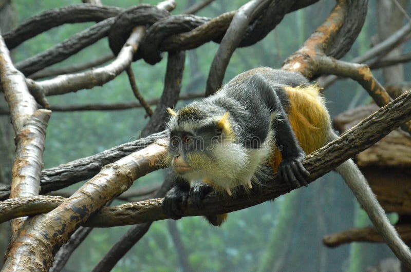 Mono De Mona Del Lobo (wolfi Del Cercopithecus) Imagen de archivo ...