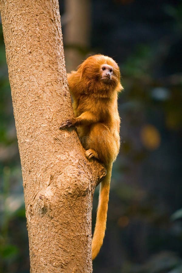 Mono De Oro Del Tamarin Del León Foto de archivo - Imagen de especie ...