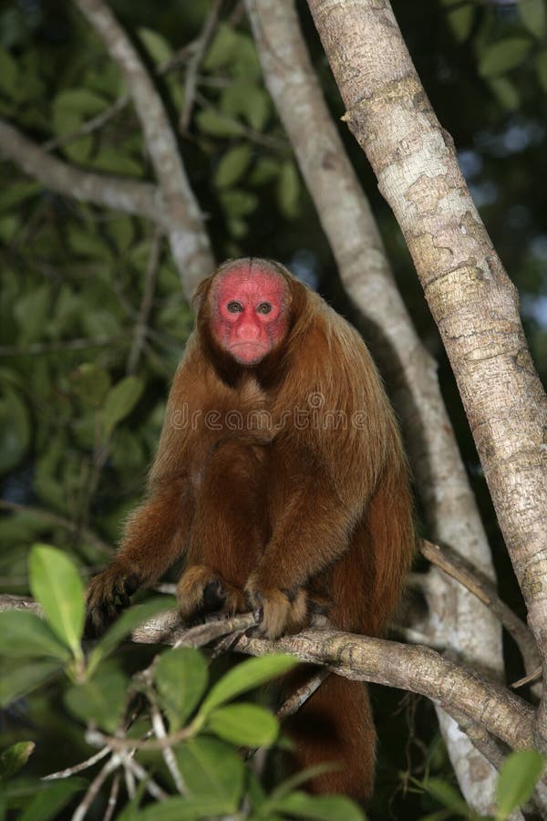 Mono De Uakari, Calvus Del Cacajao, Foto de archivo - Imagen de madera ...
