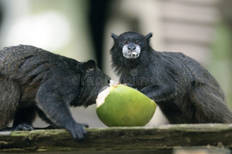 Loro Lila-coronado Del Amazonas Foto de archivo - Imagen de hojas, cubo ...