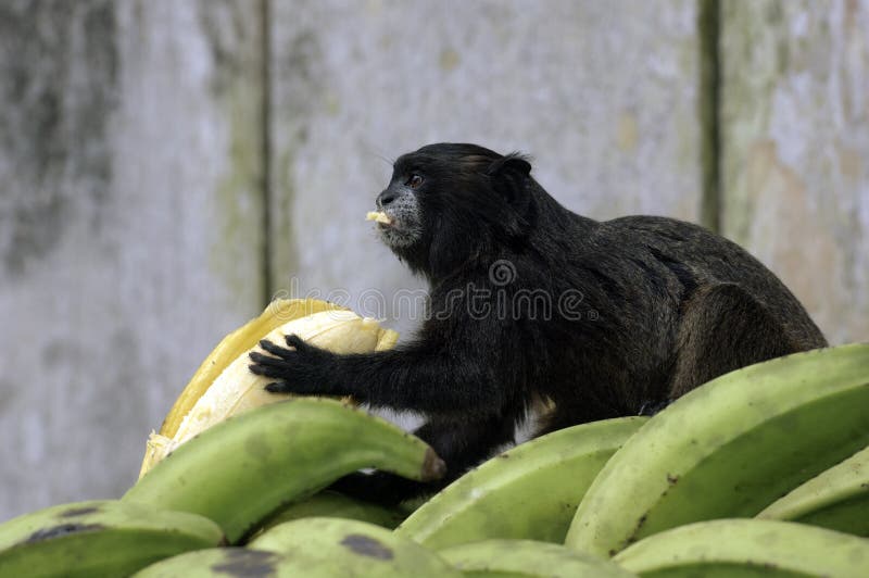 Mono del Amazonas foto de archivo. Imagen de lluvia, tropical - 17875398