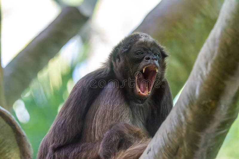 Mono del Bonobo imagen editorial. Imagen de grande, simio - 81699820